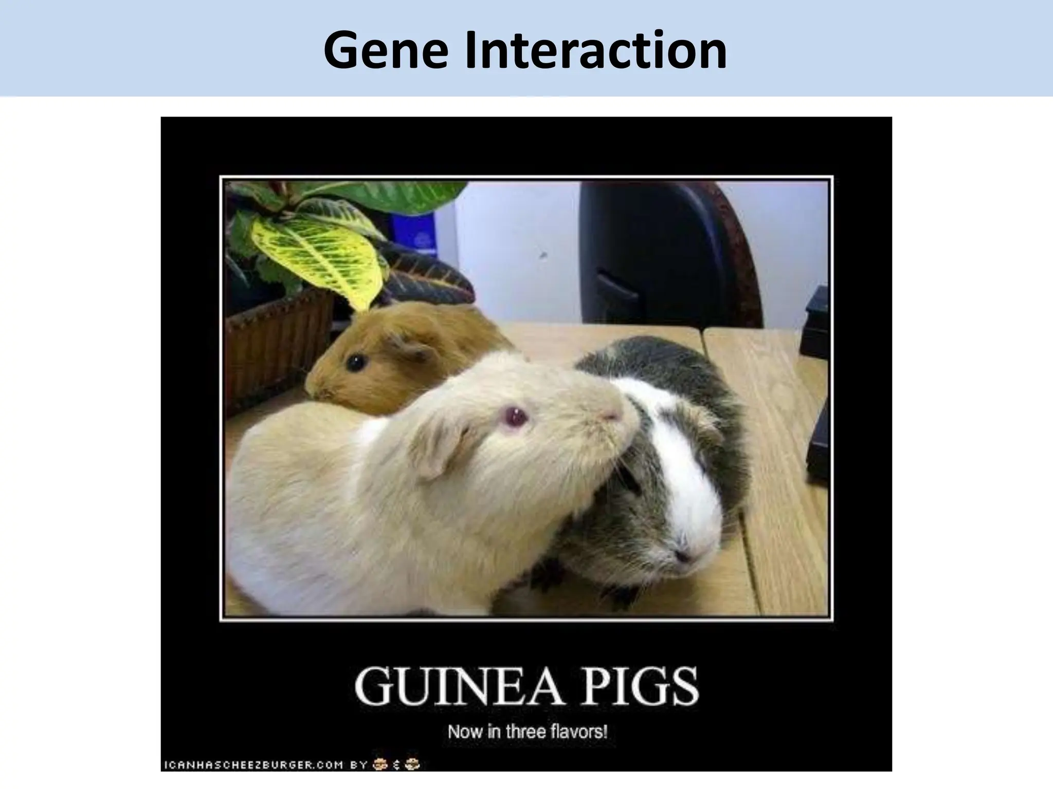 IB Biology AHL Inheritance Part 1- dihybrid crosses.pptx