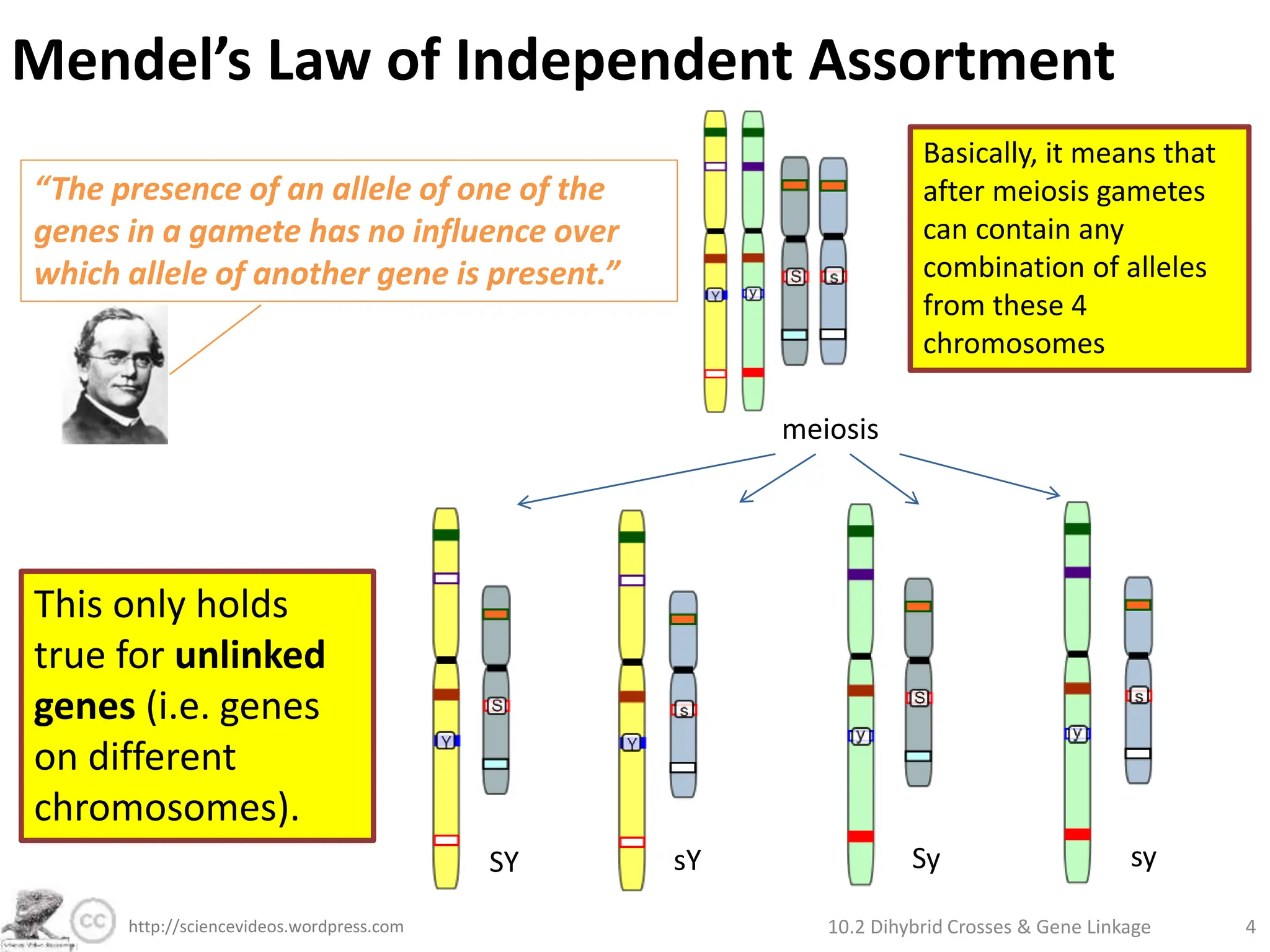 IB Biology AHL Inheritance Part 1- dihybrid crosses.pptx