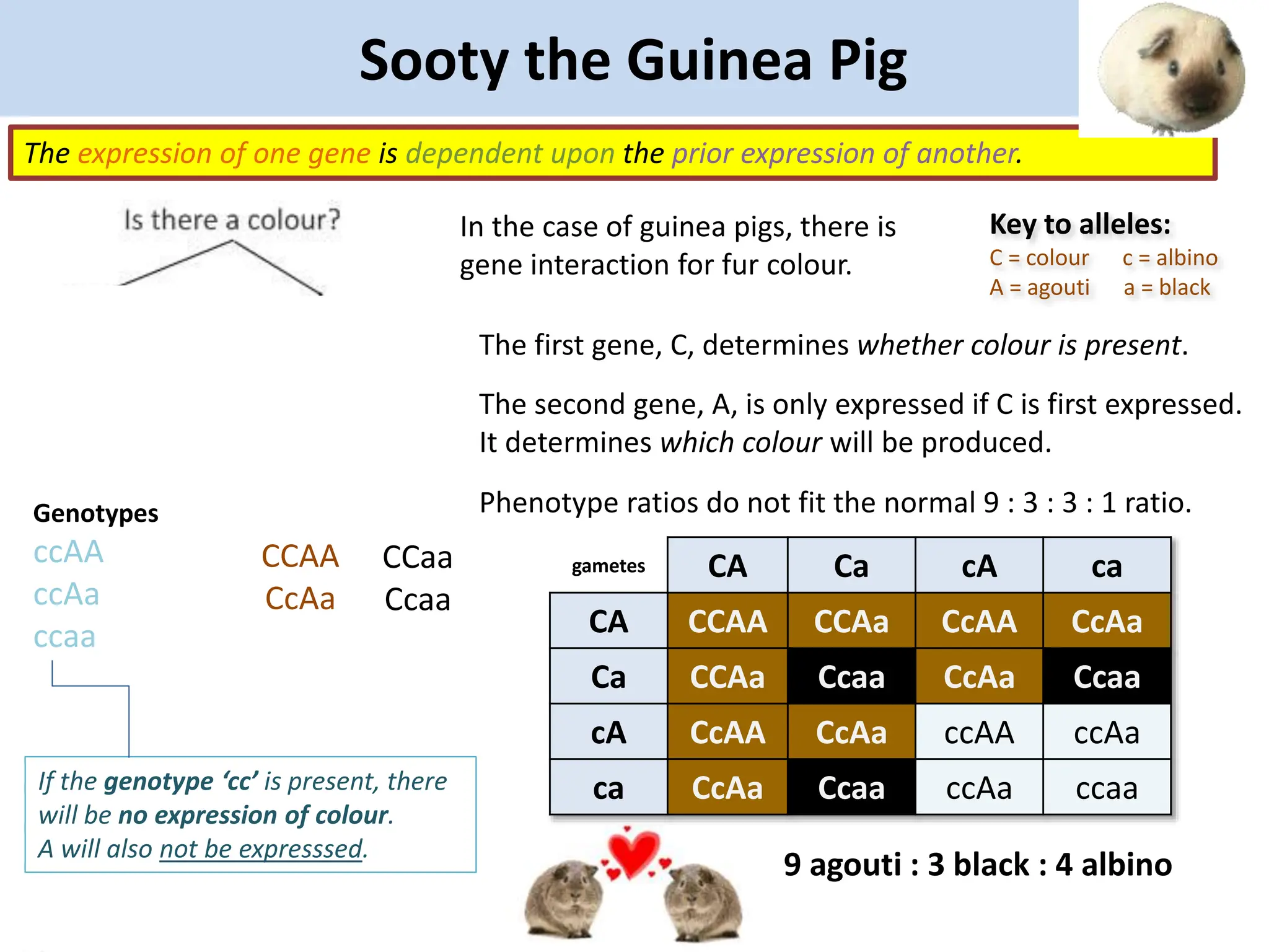 IB Biology AHL Inheritance Part 1- dihybrid crosses.pptx