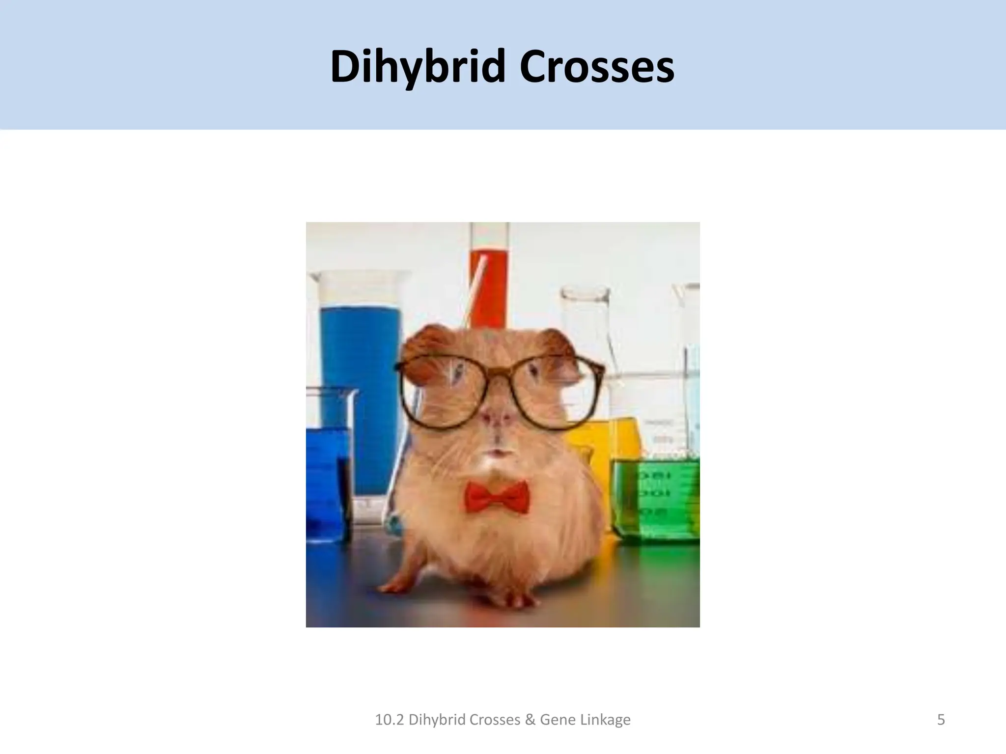 IB Biology AHL Inheritance Part 1- dihybrid crosses.pptx