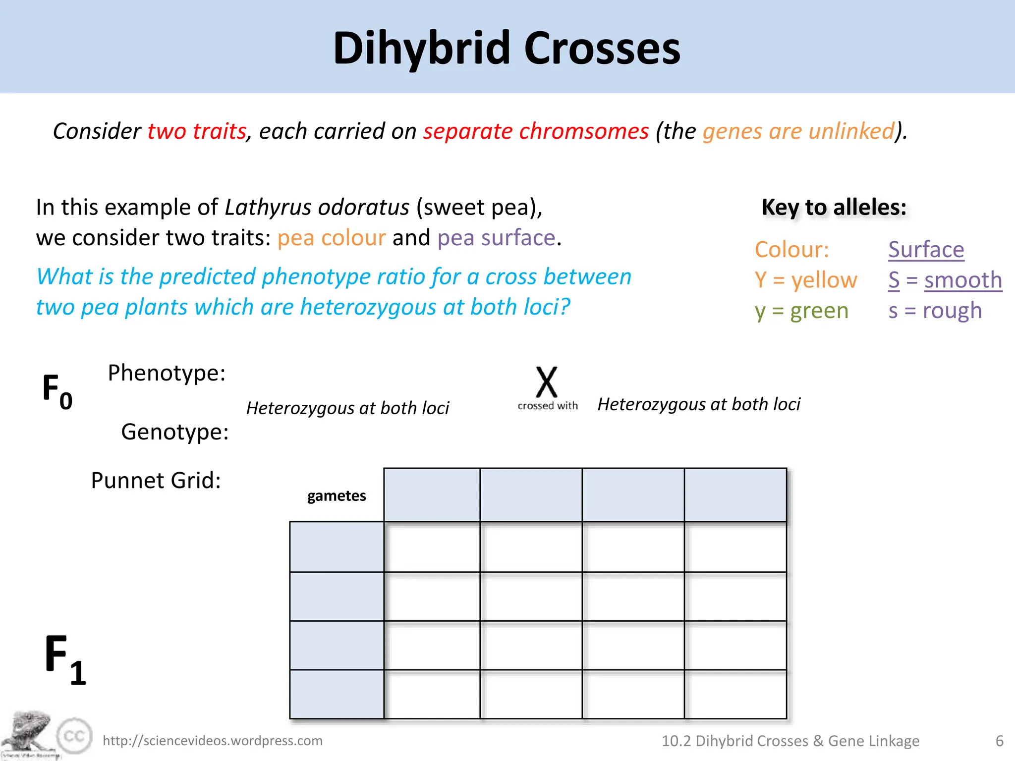 IB Biology AHL Inheritance Part 1- dihybrid crosses.pptx