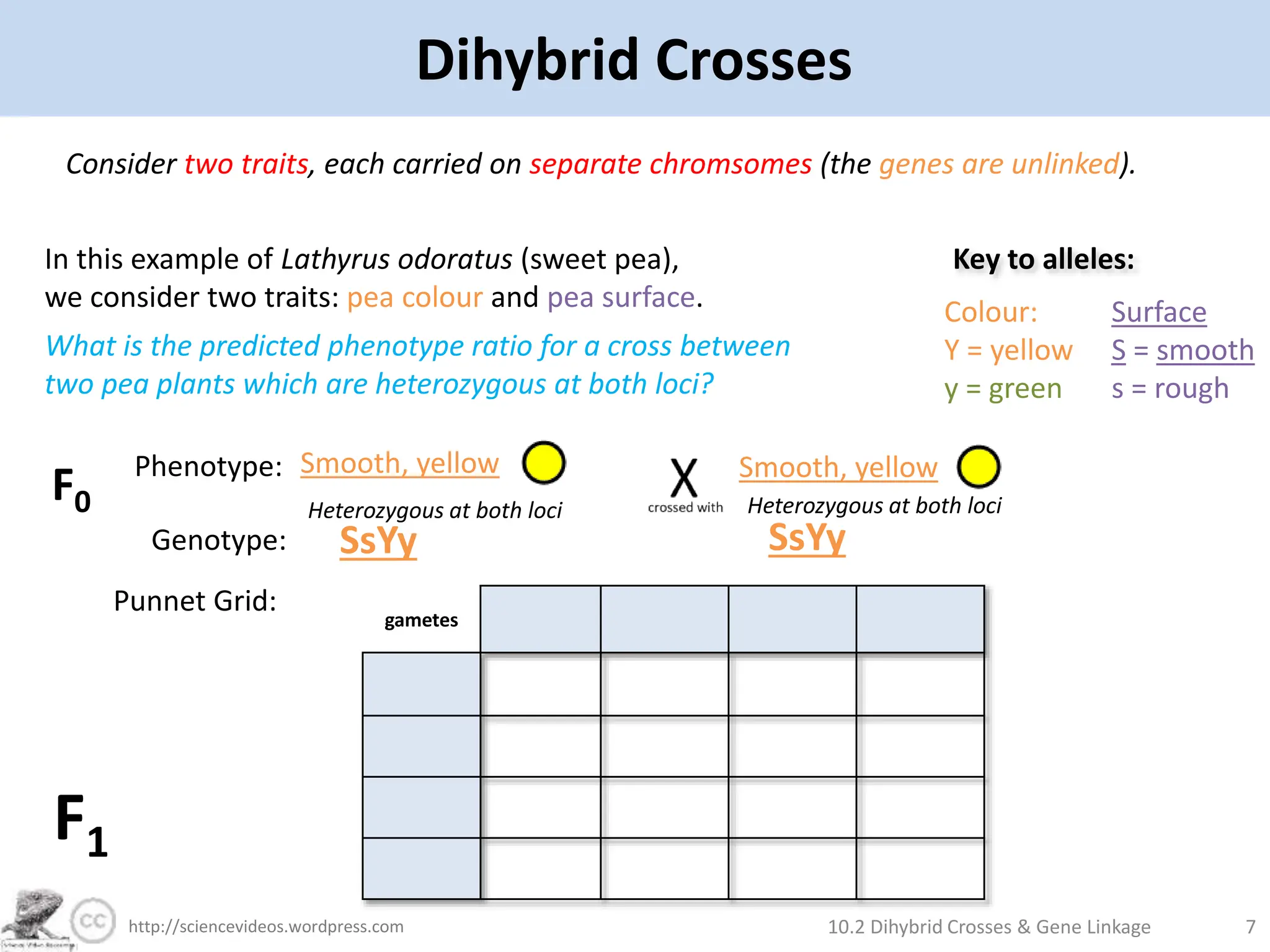 IB Biology AHL Inheritance Part 1- dihybrid crosses.pptx