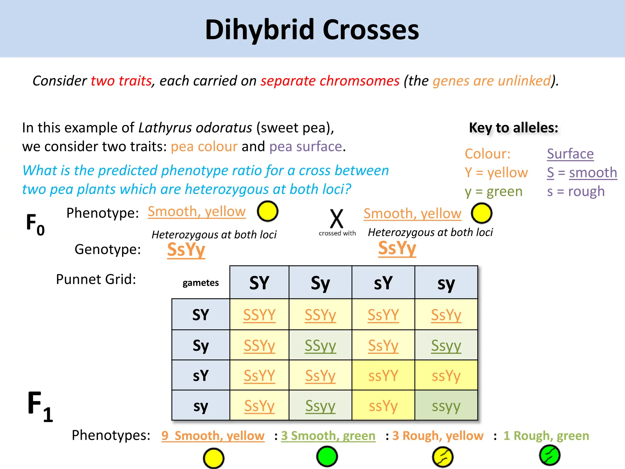 IB Biology AHL Inheritance Part 1- dihybrid crosses.pptx