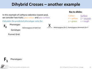 IB Biology AHL Inheritance Part 1- dihybrid crosses.pptx