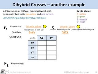 IB Biology AHL Inheritance Part 1- dihybrid crosses.pptx