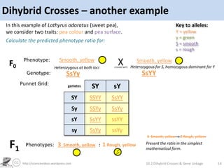 IB Biology AHL Inheritance Part 1- dihybrid crosses.pptx