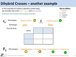 IB Biology AHL Inheritance Part 1- dihybrid crosses.pptx