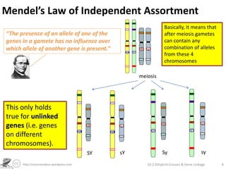 IB Biology AHL Inheritance Part 1- dihybrid crosses.pptx