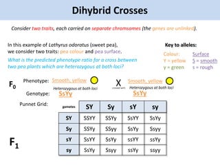 IB Biology AHL Inheritance Part 1- dihybrid crosses.pptx
