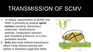 Sugarcane Mosaic Virus | PPTX