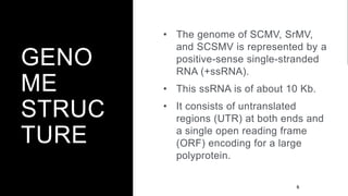 Sugarcane Mosaic Virus | PPTX