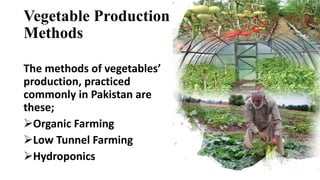 vegetables' production technologies in Pakistan | PPTX