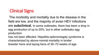 Hepatitis E virus infections in chicken | PPTX