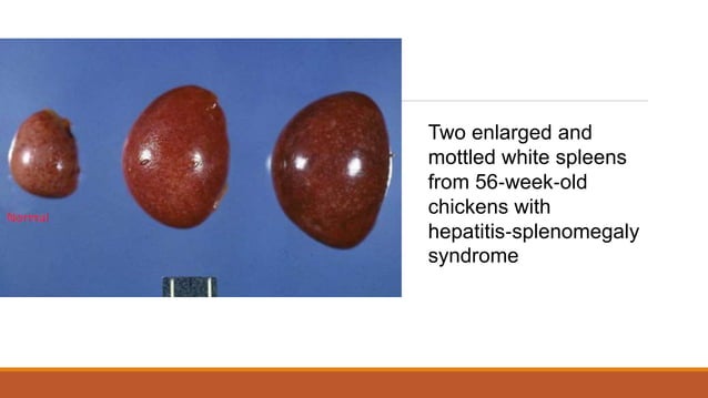 Hepatitis E virus infections in chicken | PPTX | Infectious Diseases ...