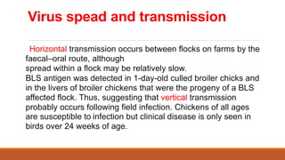 Hepatitis E virus infections in chicken | PPTX
