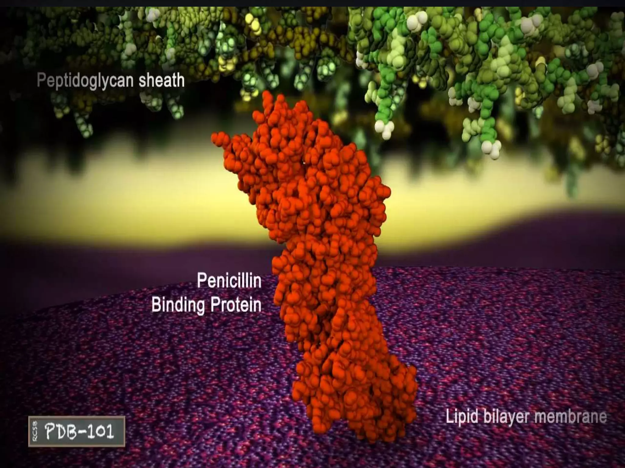 Penicillin. | PPTX | Chemistry | Science