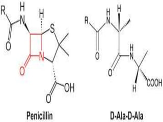 Penicillin. | PPT
