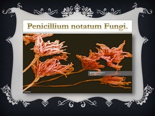 Penicillin. | PPT