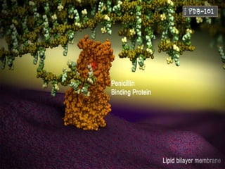 Penicillin. | PPT