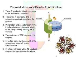 ATP-Synthase Presentation | PPT | Chemistry | Science