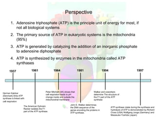 ATP-Synthase Presentation | PPT | Chemistry | Science