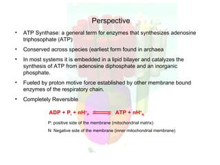 ATP-Synthase Presentation | PPT