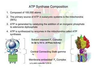 ATP-Synthase Presentation | PPT | Chemistry | Science