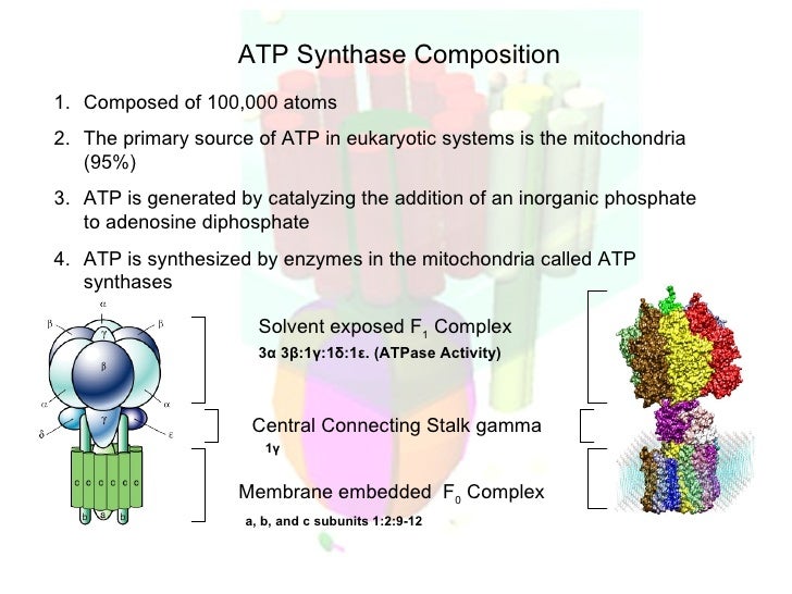 Atp Synthase Presentation