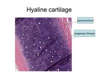 Ahmed connective | PPT