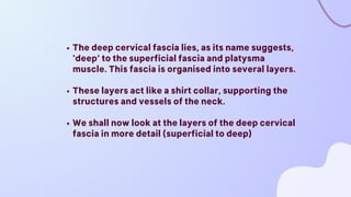 Deep Cervical Fascia - Anatomy by Ahmed Quthb | PDF