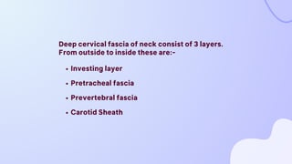 Deep Cervical Fascia - Anatomy by Ahmed Quthb | PDF