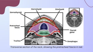 Deep Cervical Fascia - Anatomy by Ahmed Quthb | PDF
