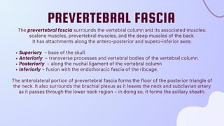 Deep Cervical Fascia - Anatomy by Ahmed Quthb | PDF