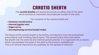 Deep Cervical Fascia - Anatomy by Ahmed Quthb | PDF