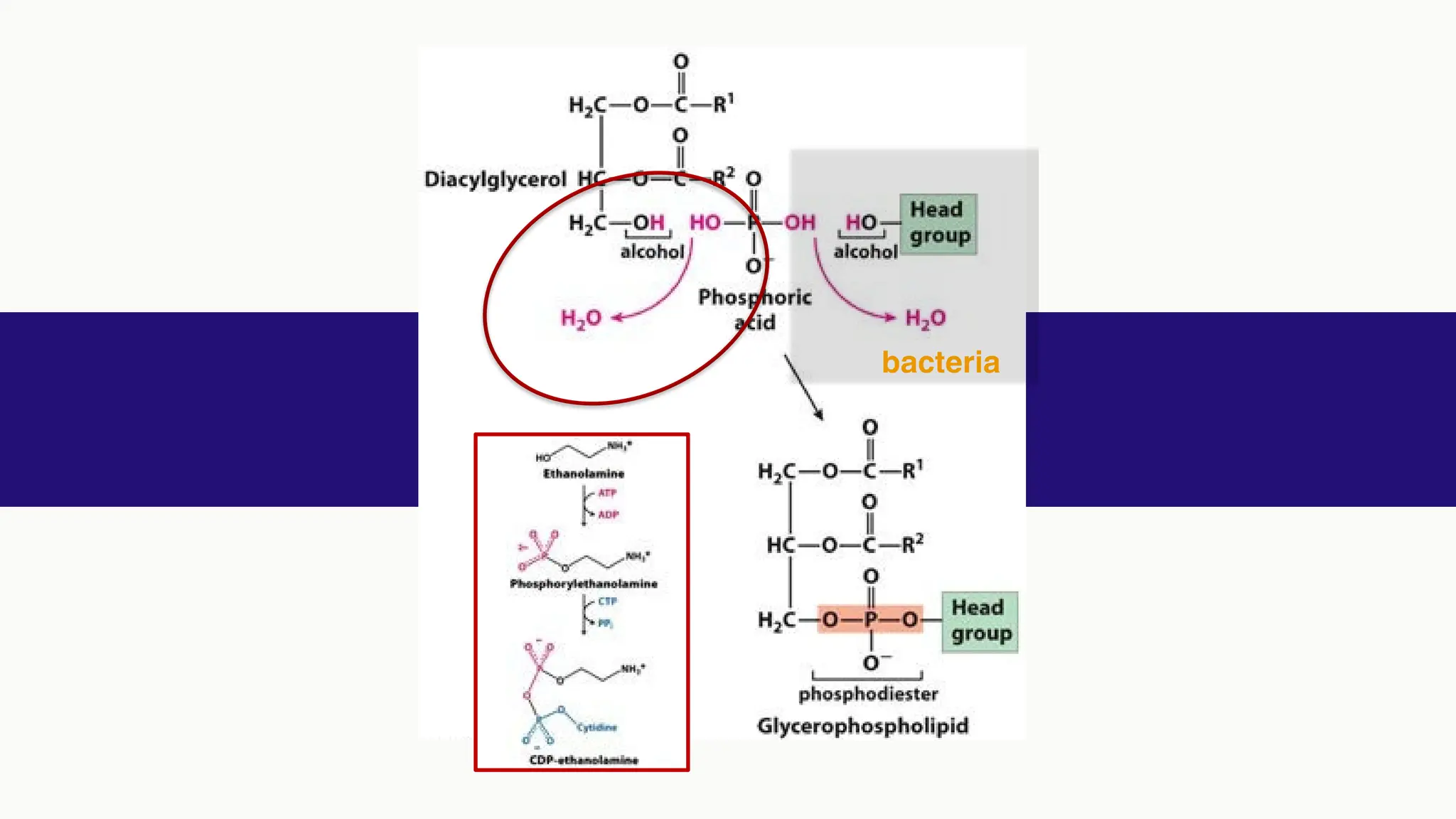 Biochemistry: Biosynthesis of Lipid - by Ahmed Quthb | PDF