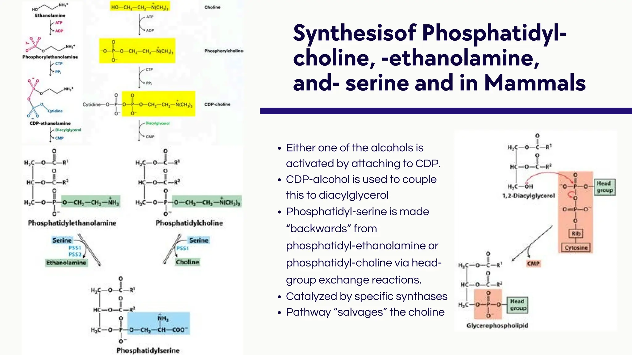 Biochemistry: Biosynthesis of Lipid - by Ahmed Quthb | PDF