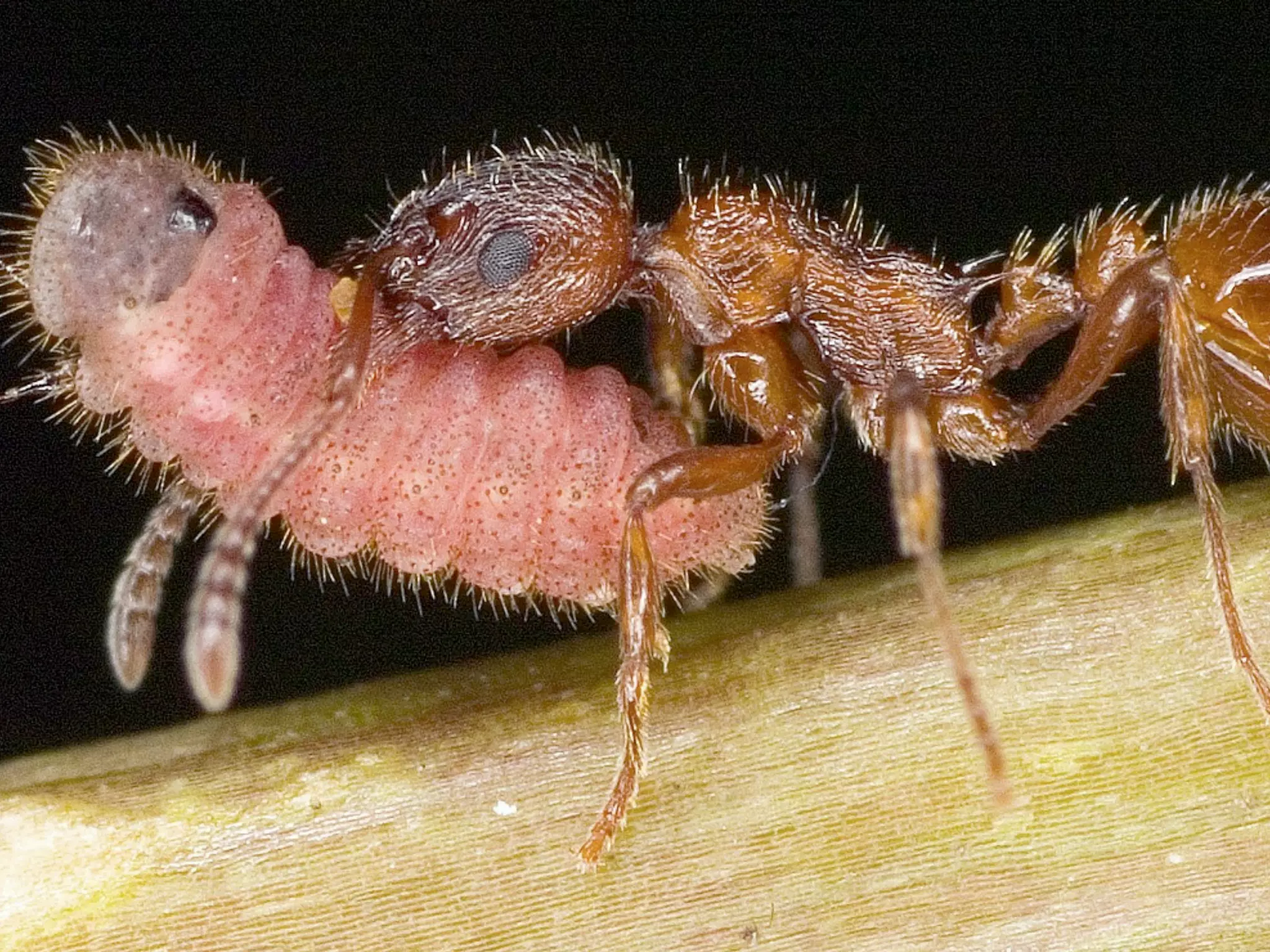 Example Pecha Kucha | PDF