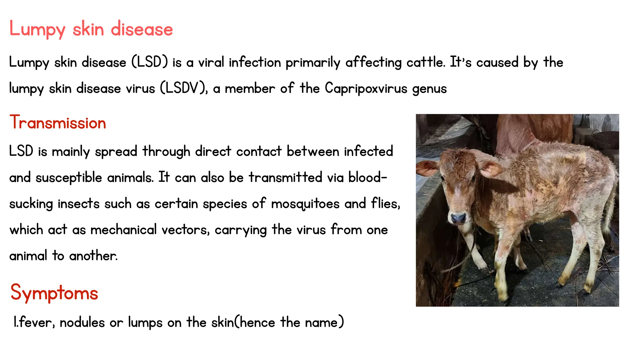 AH presentaton on disease of cattle causes,symptoms | PPTX