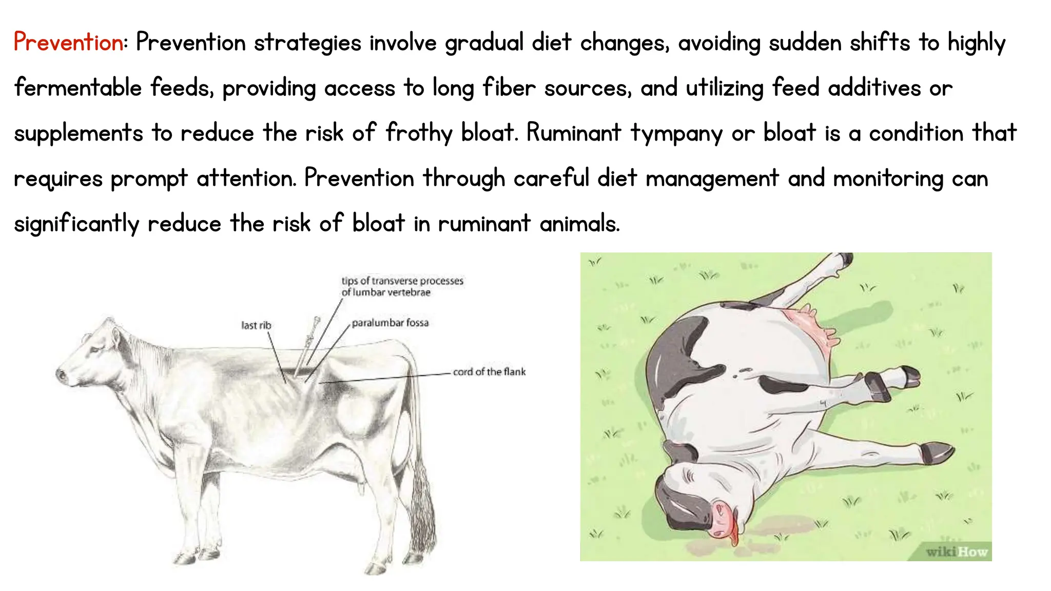 AH presentaton on disease of cattle causes,symptoms | PPTX