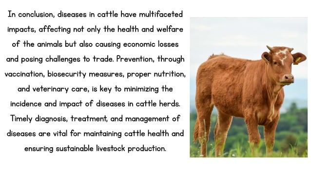AH presentaton on disease of cattle causes,symptoms | PPTX