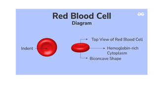 Chemistry of Hemoglobin (Types, Derivatives and Disorders) | PPTX
