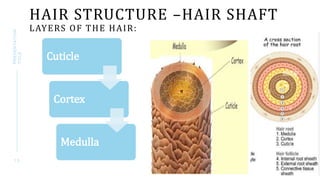 Ahsan Ali (hair) pptx.pptx