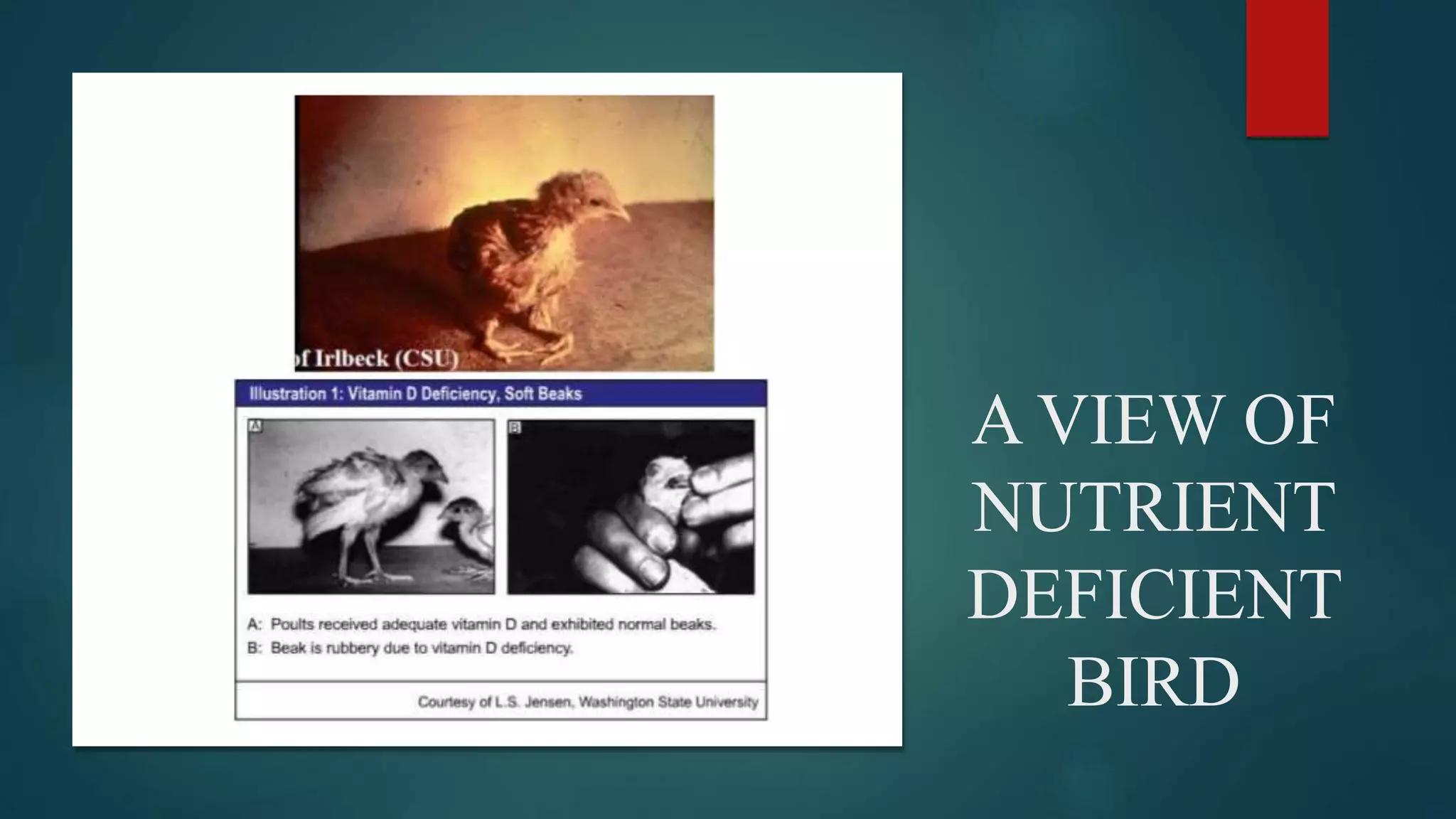 Nutritional Diseases Caused By Vitamins Deficiencies in Animals | PPTX