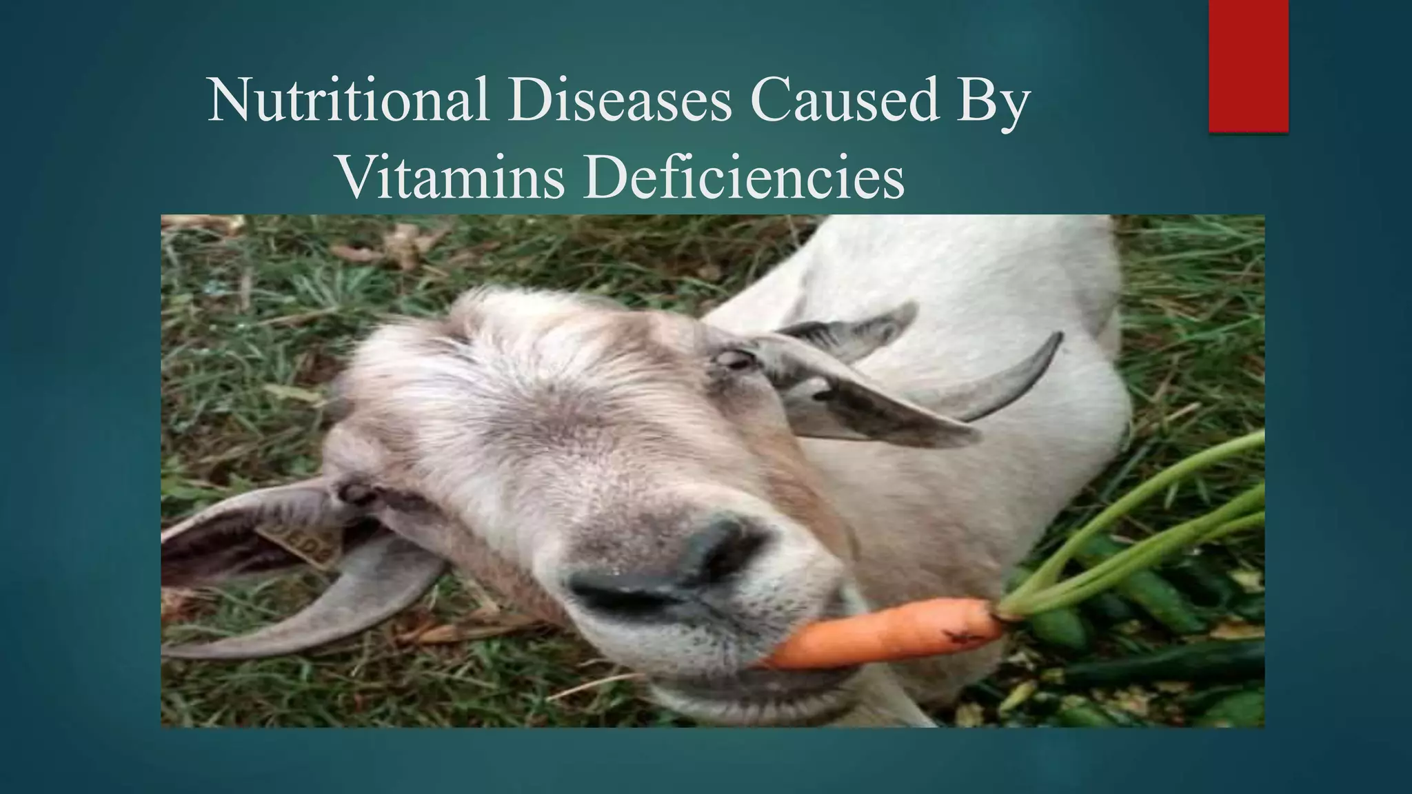 Nutritional Diseases Caused By Vitamins Deficiencies in Animals | PPTX