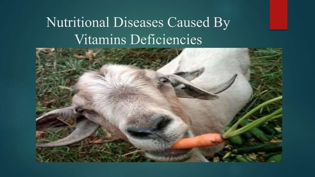 Nutritional Diseases Caused By Vitamins Deficiencies in Animals | PPT