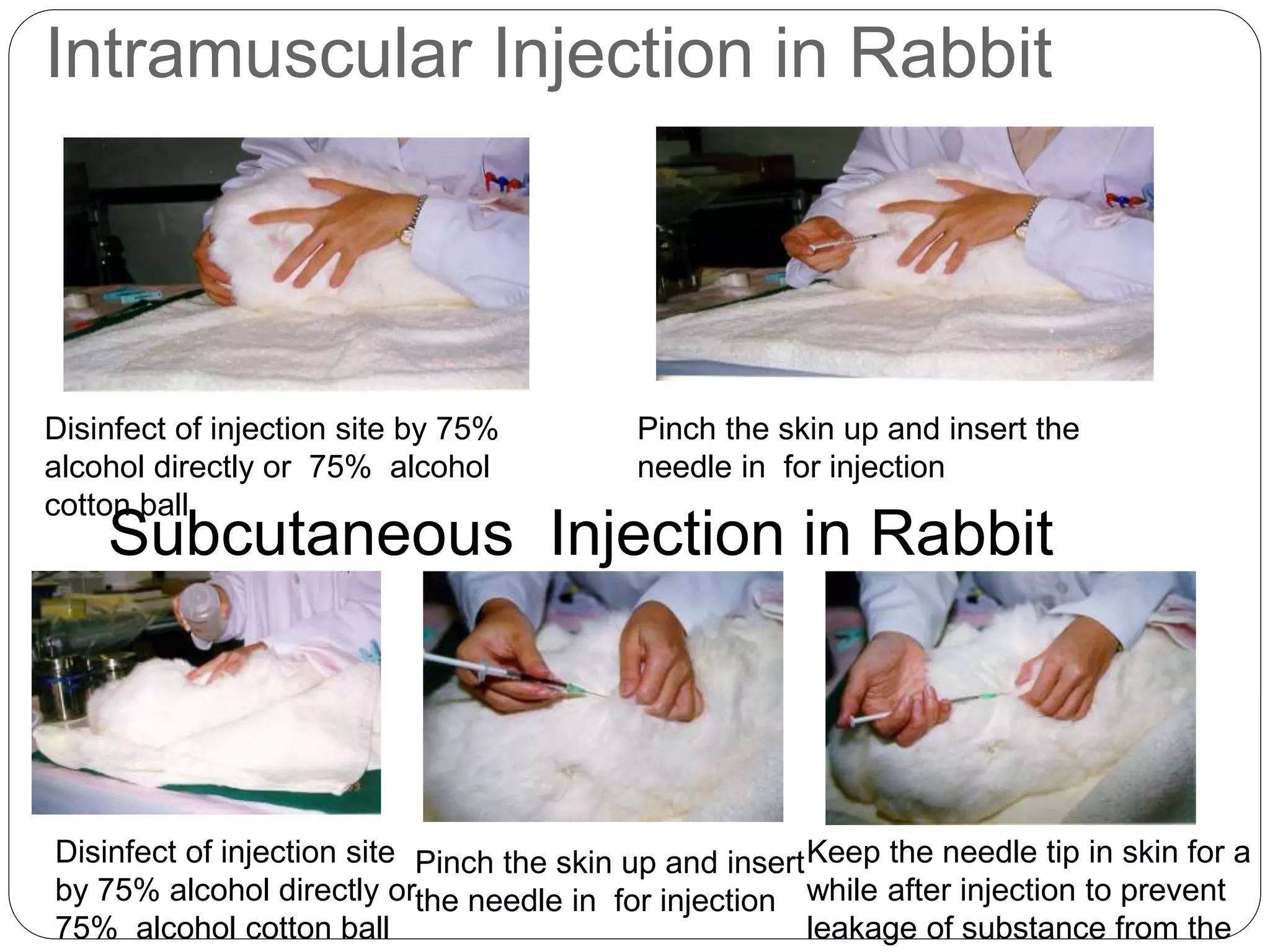 Animal Handling Techniques | PPTX