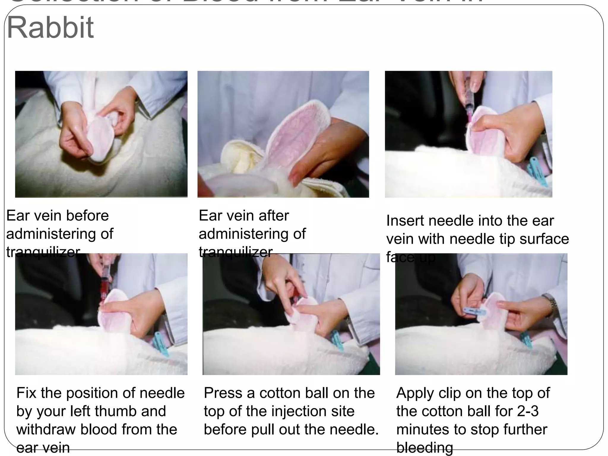 Animal Handling Techniques | PPTX