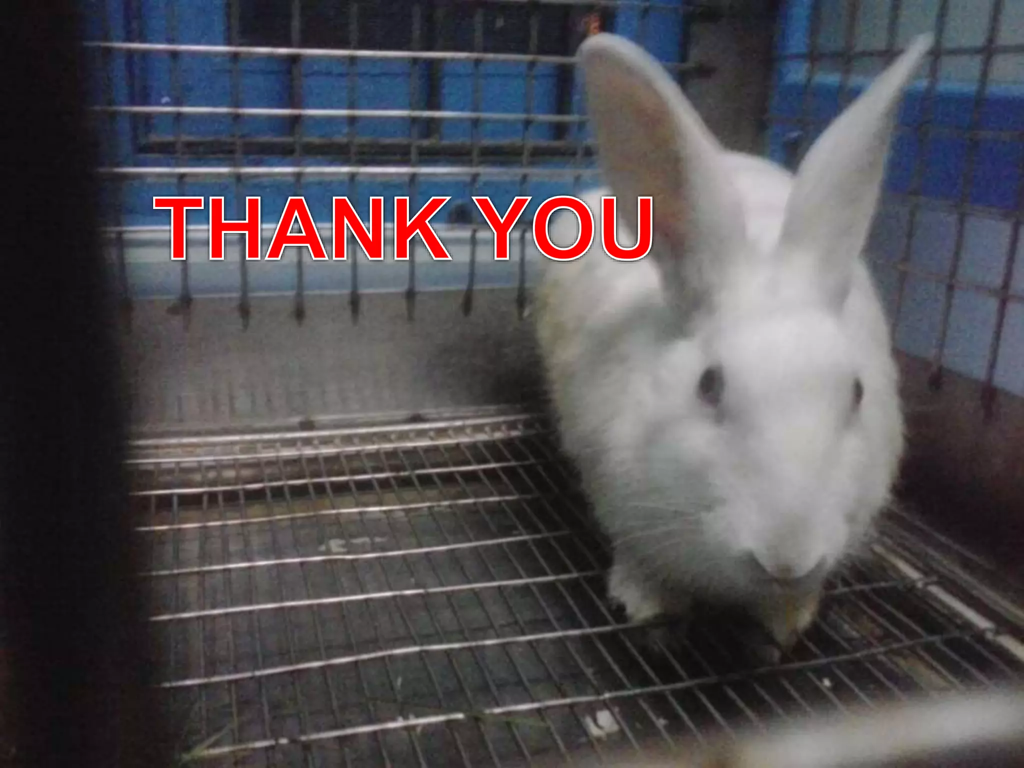 Animal Handling Techniques | PPTX