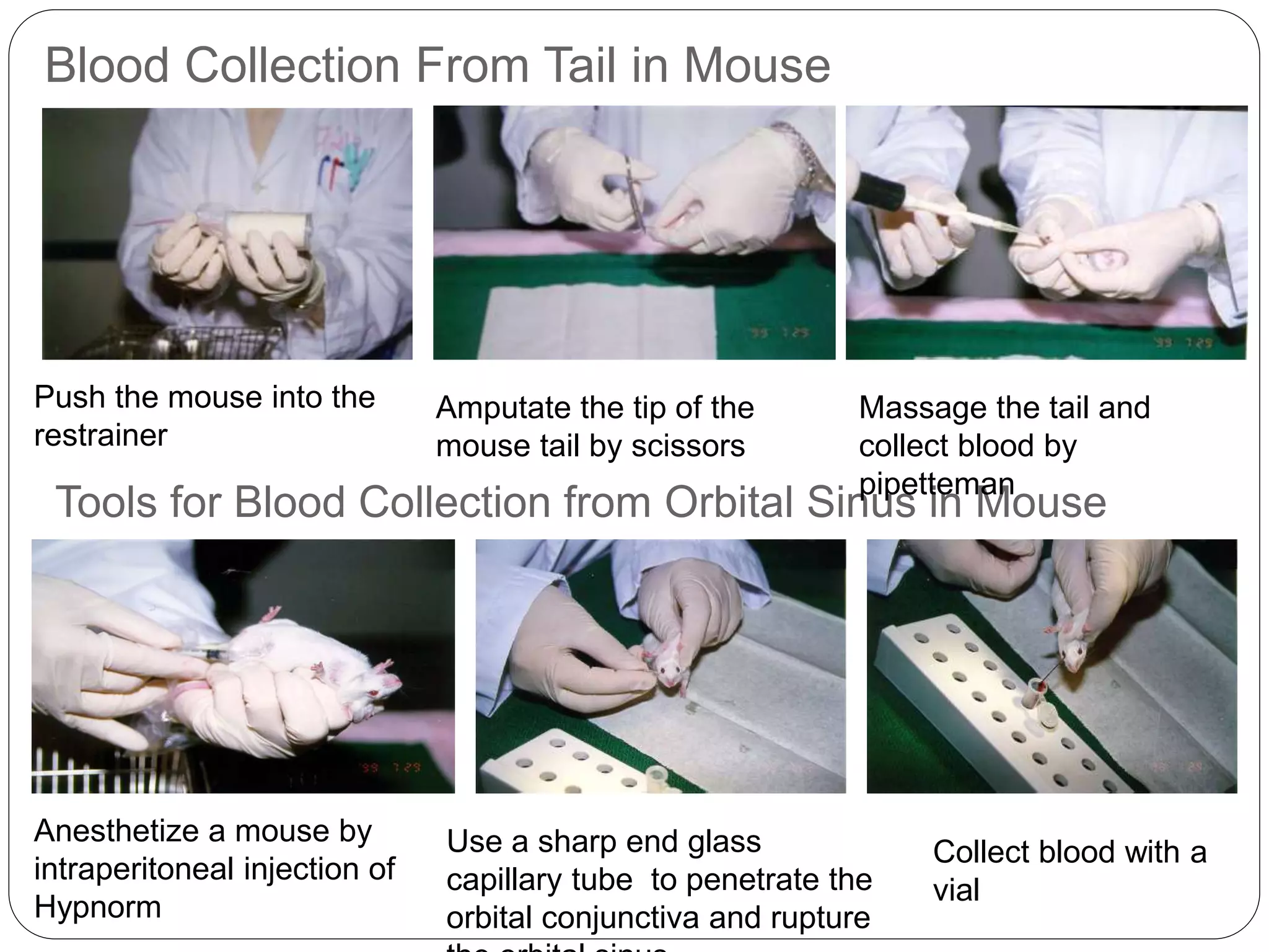 Animal Handling Techniques | PPTX