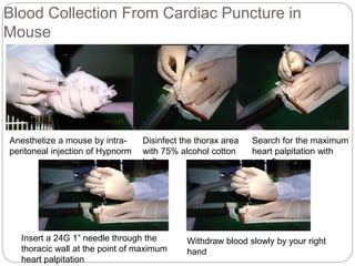 Animal Handling Techniques | PPTX